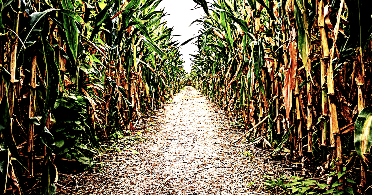 Wait, Are Corn Mazes Actually Fun? – Giddy Up America